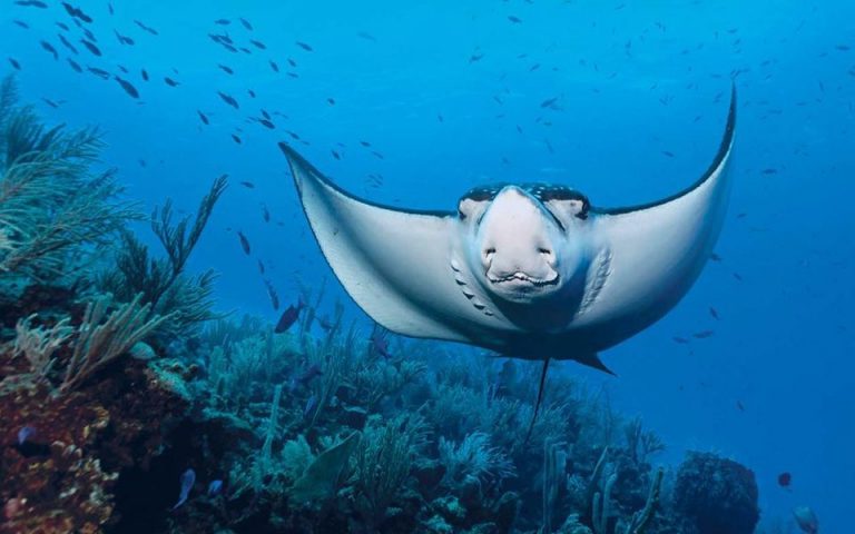 Bintan Diving | Scuba Diving in Indonesia | Scuba Diving Singapore